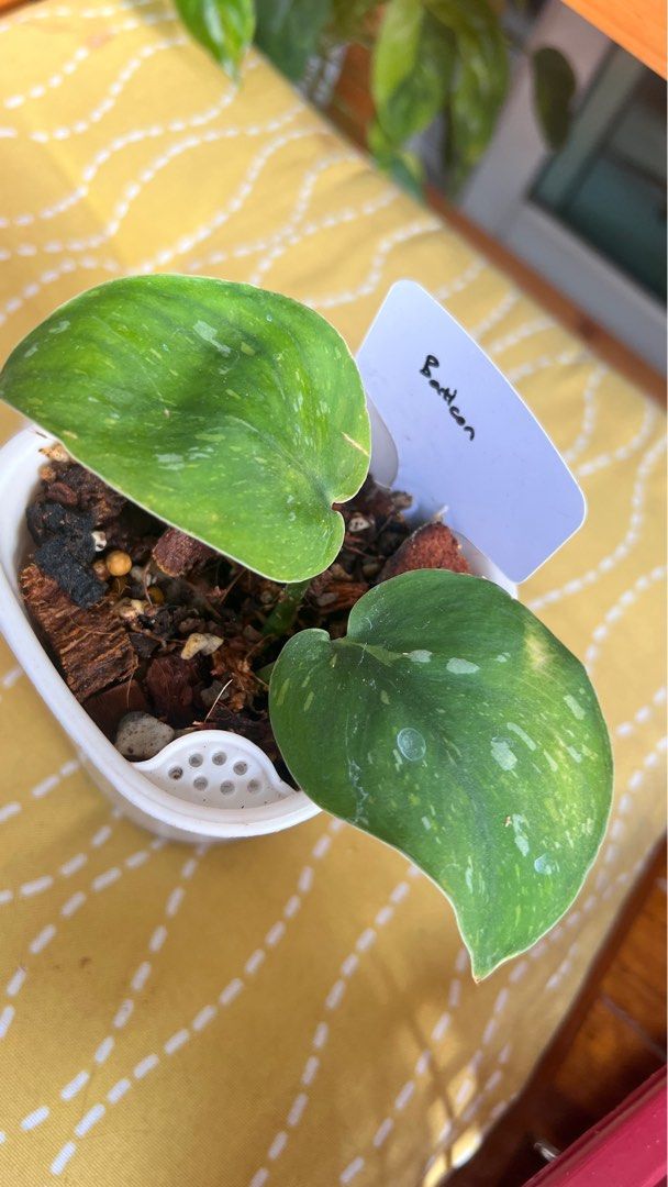 Rare Scindapsus Plant, Furniture & Home Living, Gardening, Plants ...