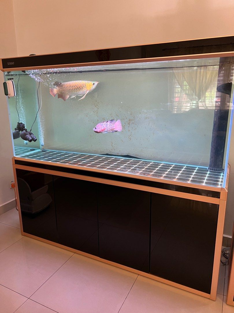 Sobo S2-1860 crystal clear tank, Pet Supplies, Homes & Other Pet ...