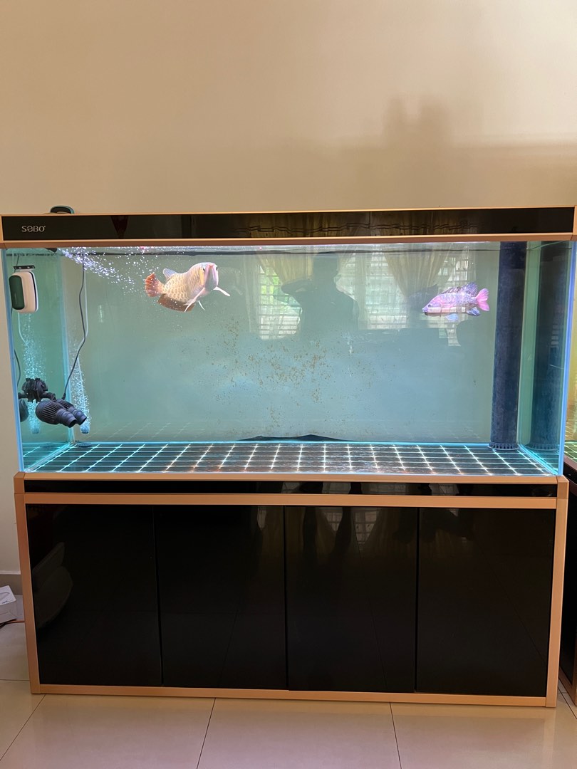 Sobo S2-1860 crystal clear tank, Pet Supplies, Homes & Other Pet ...