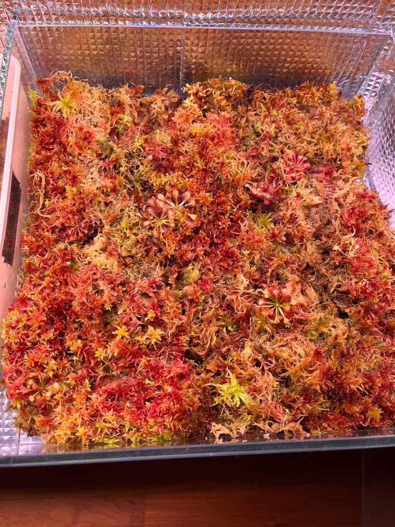 Live Red Sphagnum Moss, Furniture & Home Living, Gardening, Plants ...