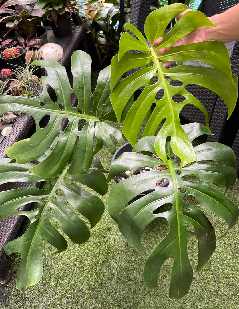 Monstera Form 6 Deliciosa, Furniture & Home Living, Gardening, Plants ...