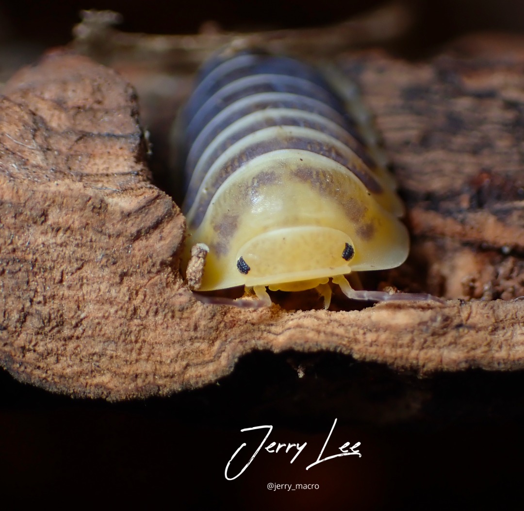 Jupiter Isopod, Pet Supplies, Pet Food on Carousell