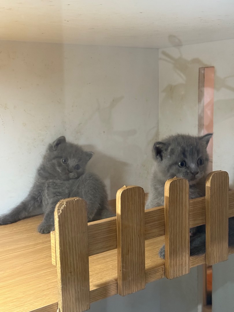 Kucing Kitten British shorthair Solid Blue Jantan dan betina ...