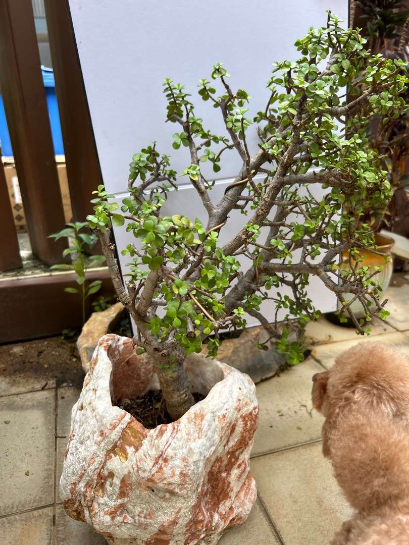 (C10) Tall bonsai in natural stone, Furniture & Home Living, Gardening ...