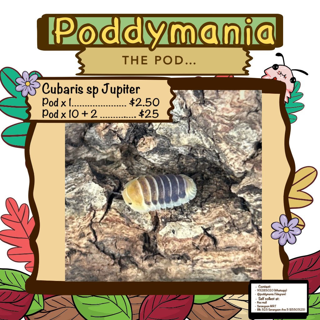 Cubaris Jupiter Isopod, Pet Supplies, Pet Food on Carousell