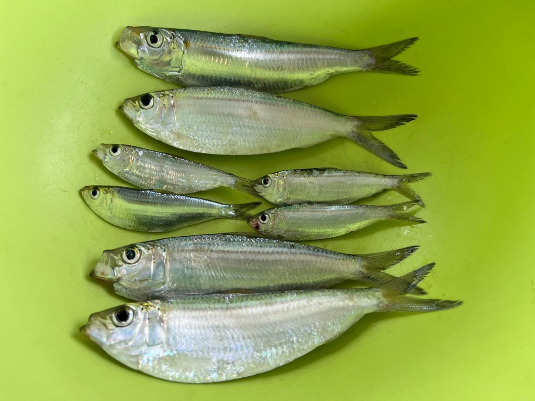 Freshly caught Tamban from Bedok Jetty in Dec 2025, Sports Equipment ...