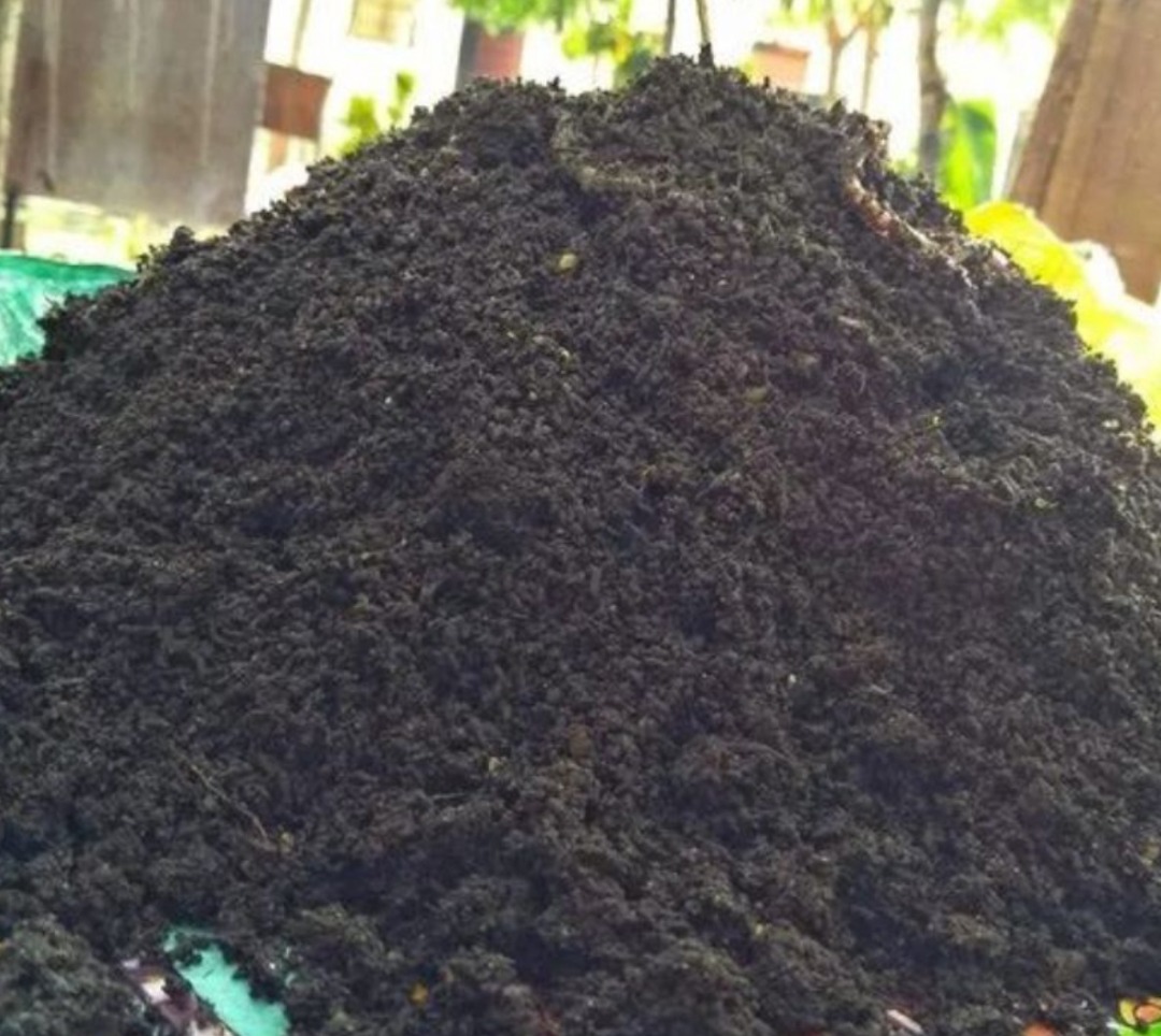 Harga Borong tahi cacing fertilizer baja cacing 20kg x 2 pack ...