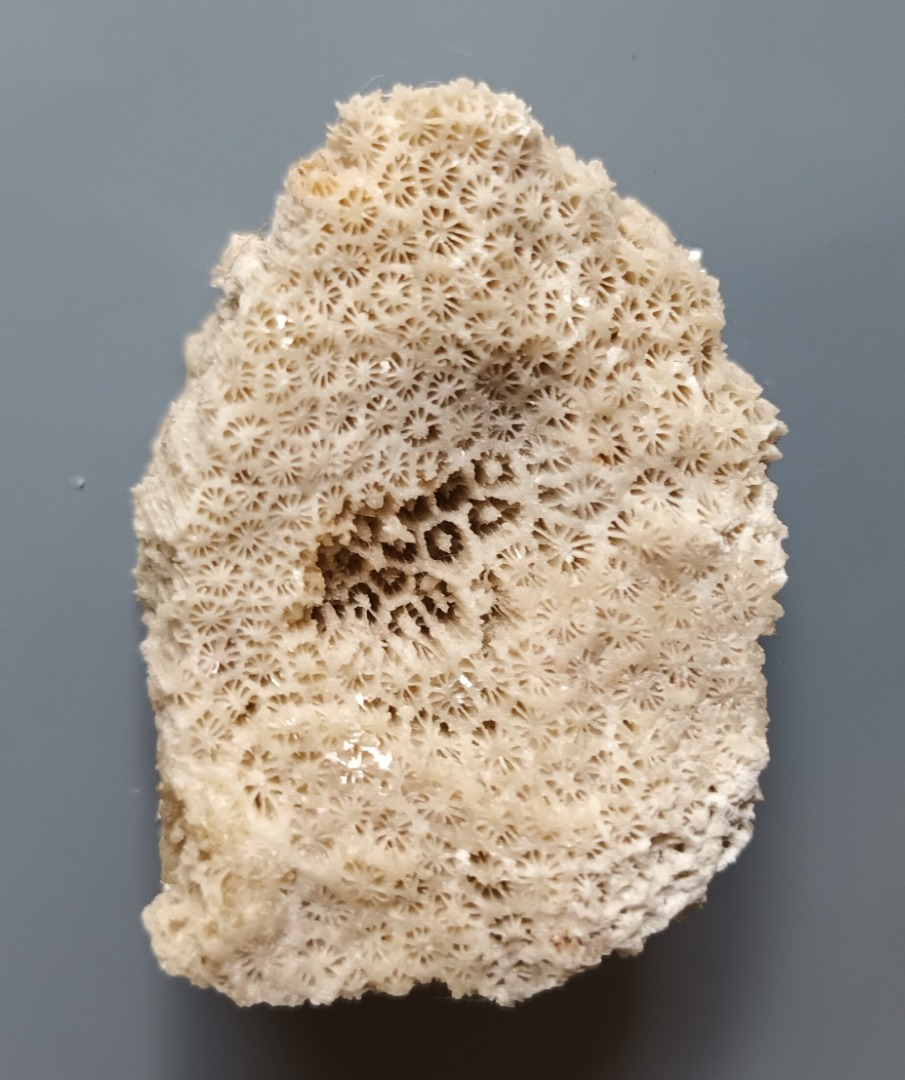 Coral Fossil New Discovery Hobbies And Toys Memorabilia