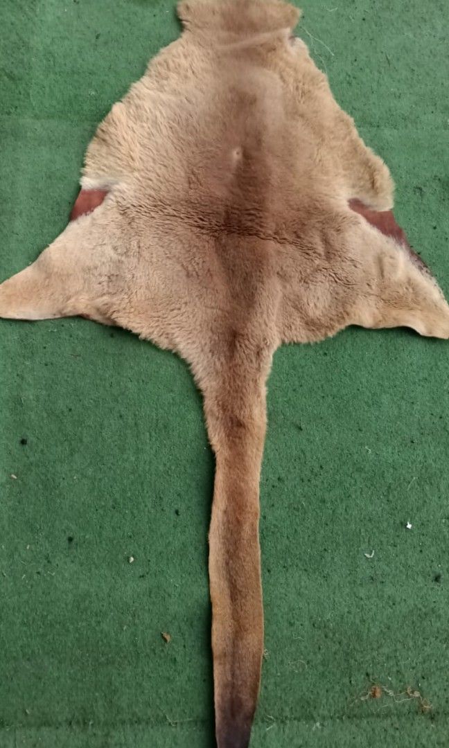 Genuine Kangaroo Pelt, Hobbies & Toys, Collectibles & Memorabilia ...
