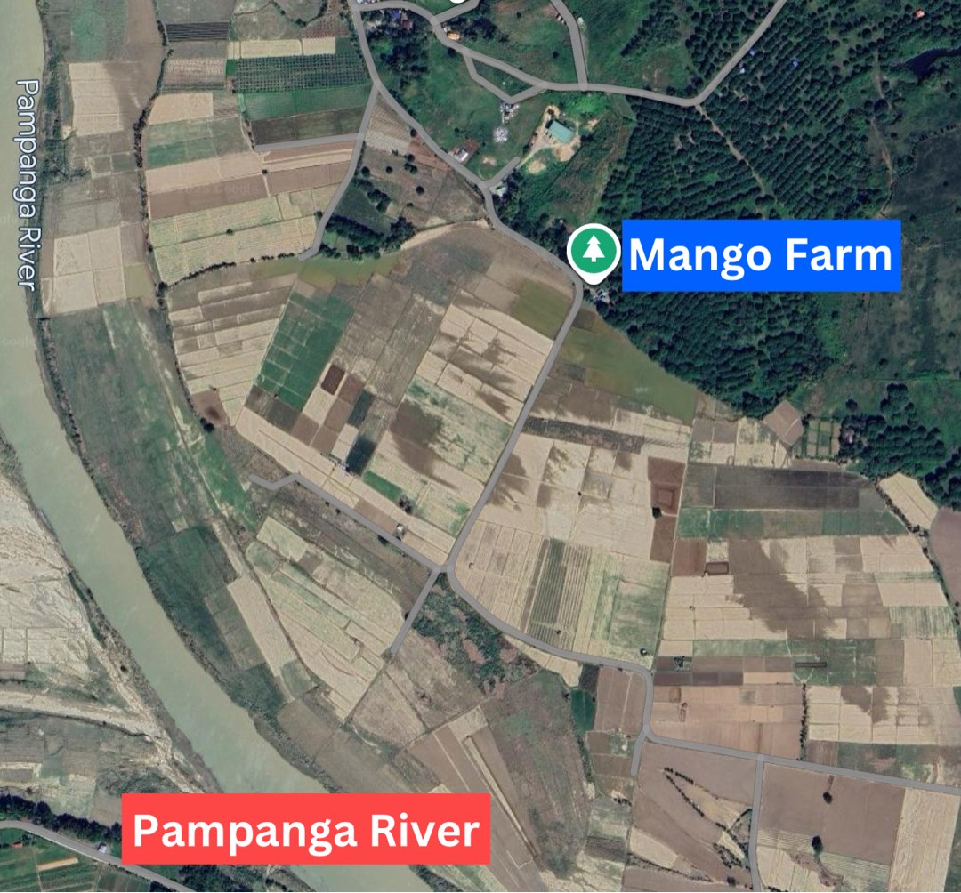 2.7 hectares mango farm lot General Mamerto Natividad, Nueva Ecija ...