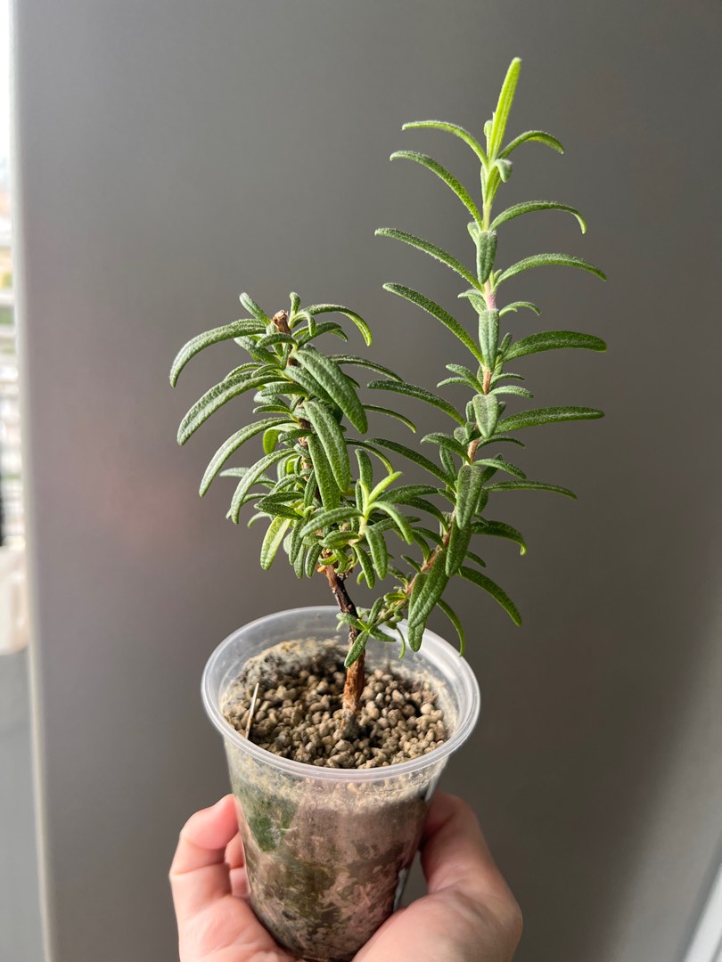 Rex rosemary plant in a cup, Furniture & Home Living, Gardening, Plants ...