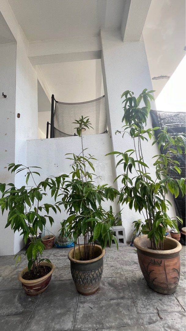 Free pasu pokok buluh, Furniture & Home Living, Gardening, Pots ...