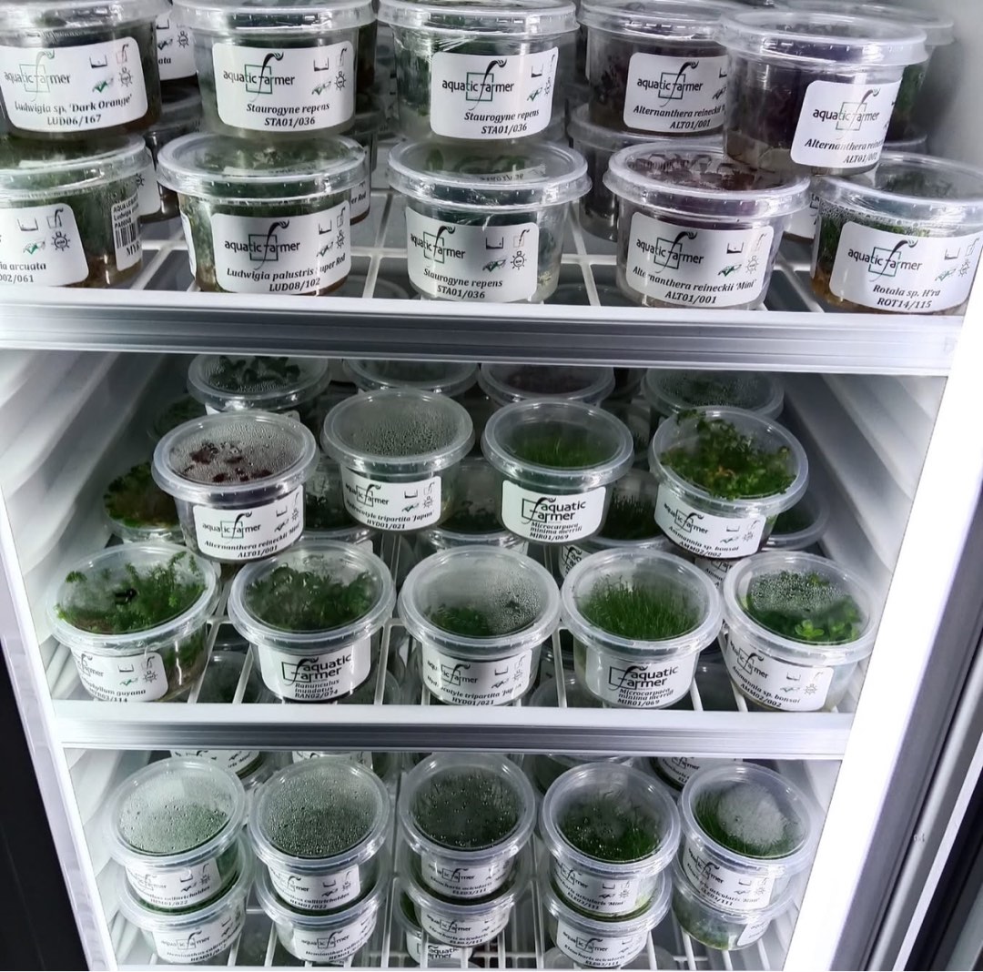 Aquatic Tissue Cultures Plants, Pet Supplies, Homes & Other Pet ...
