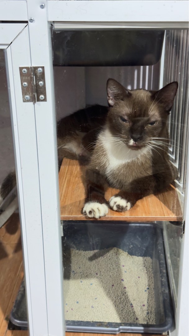 Kucing Ras siam Thailand Betina indukan 2 tahun, Perlengkapan Hewan ...