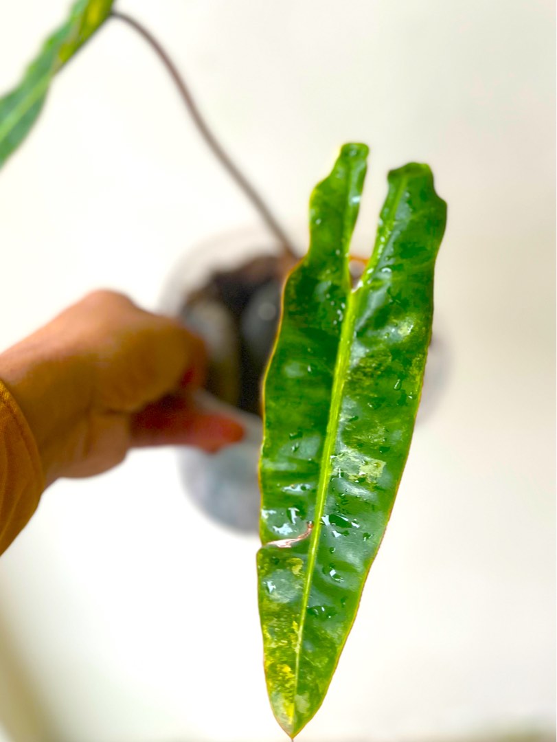 Philodendron Billietae Variegated Base Plant, Furniture & Home Living ...