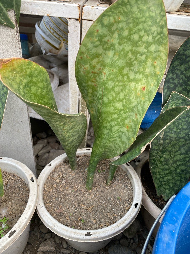 Elephant ear snake plant, Furniture & Home Living, Gardening, Plants ...