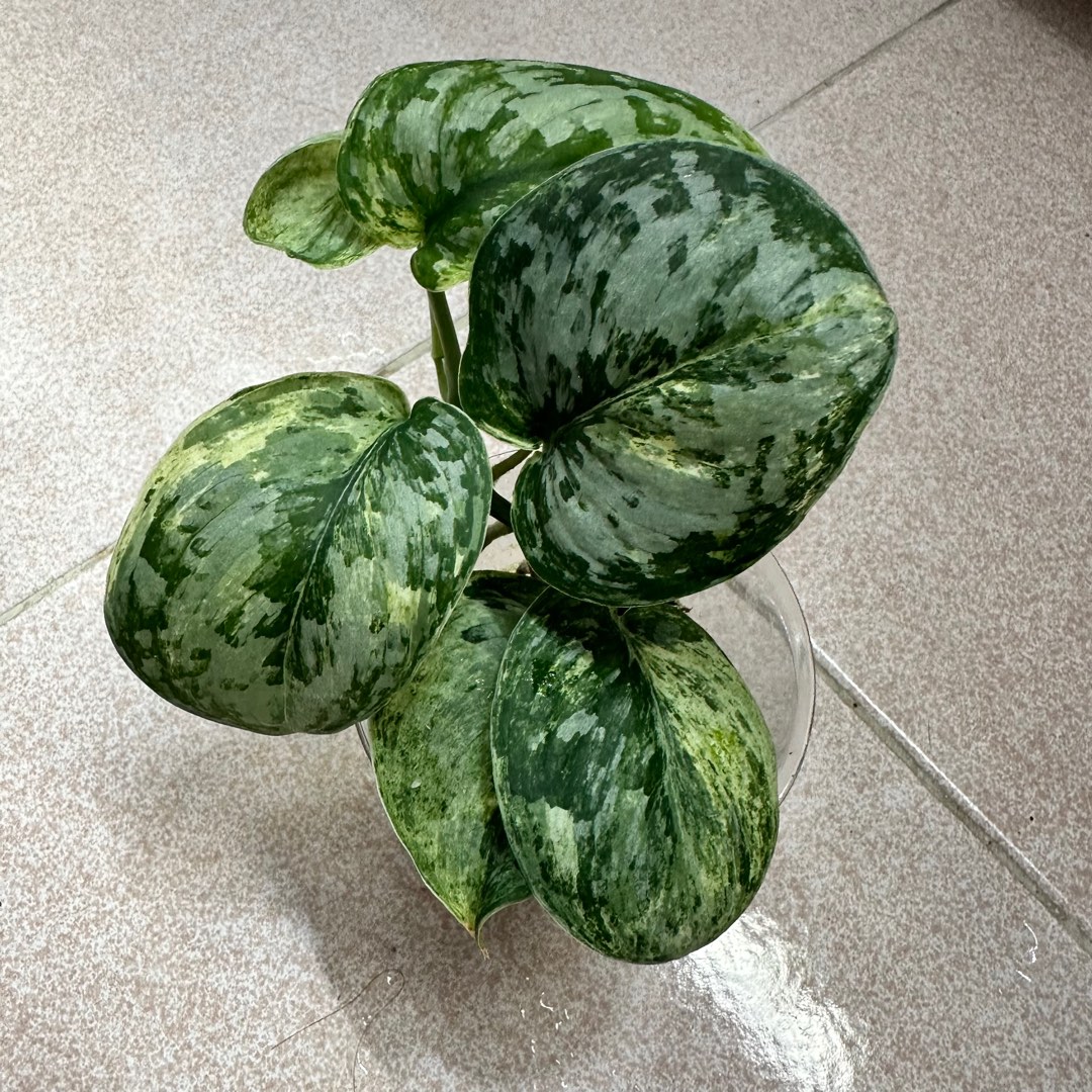 Scindapsus Peasun, Furniture & Home Living, Gardening, Plants & Seeds ...
