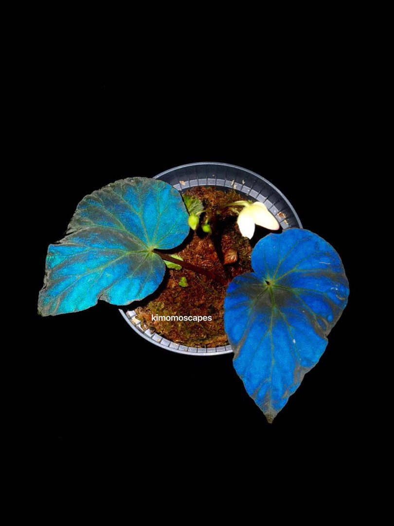 Begonia pavonina/ Peacock Begonia, Furniture & Home Living, Gardening ...