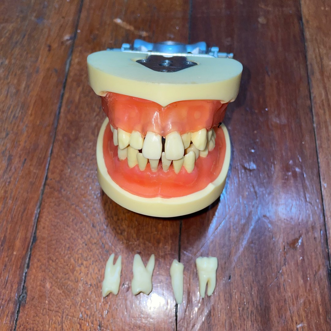 OS Articulator / OS Jaw| Dental Materials Oral Surgery, Health ...