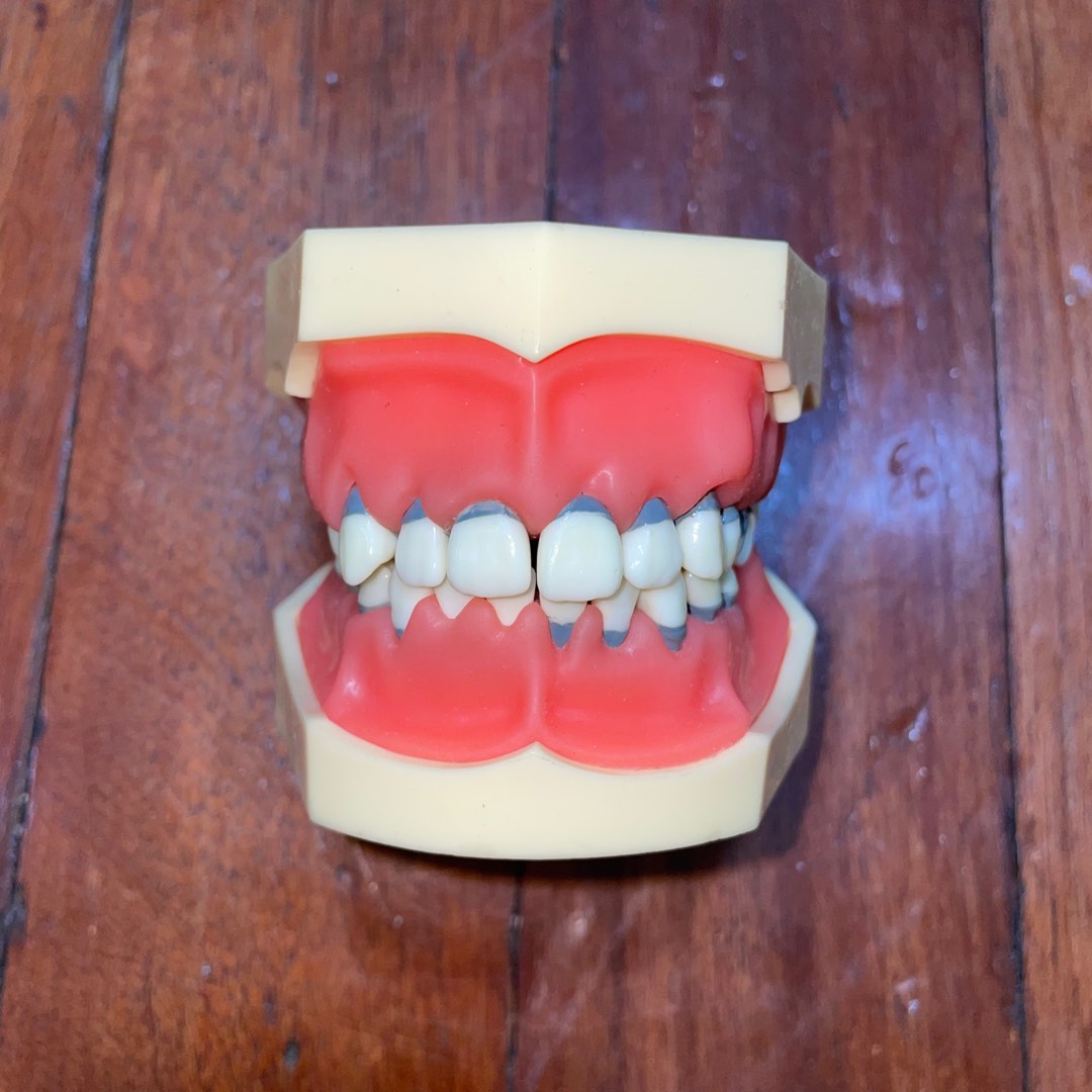 Perio Articulator / Perio Jaw Model | Dental Materials, Health ...