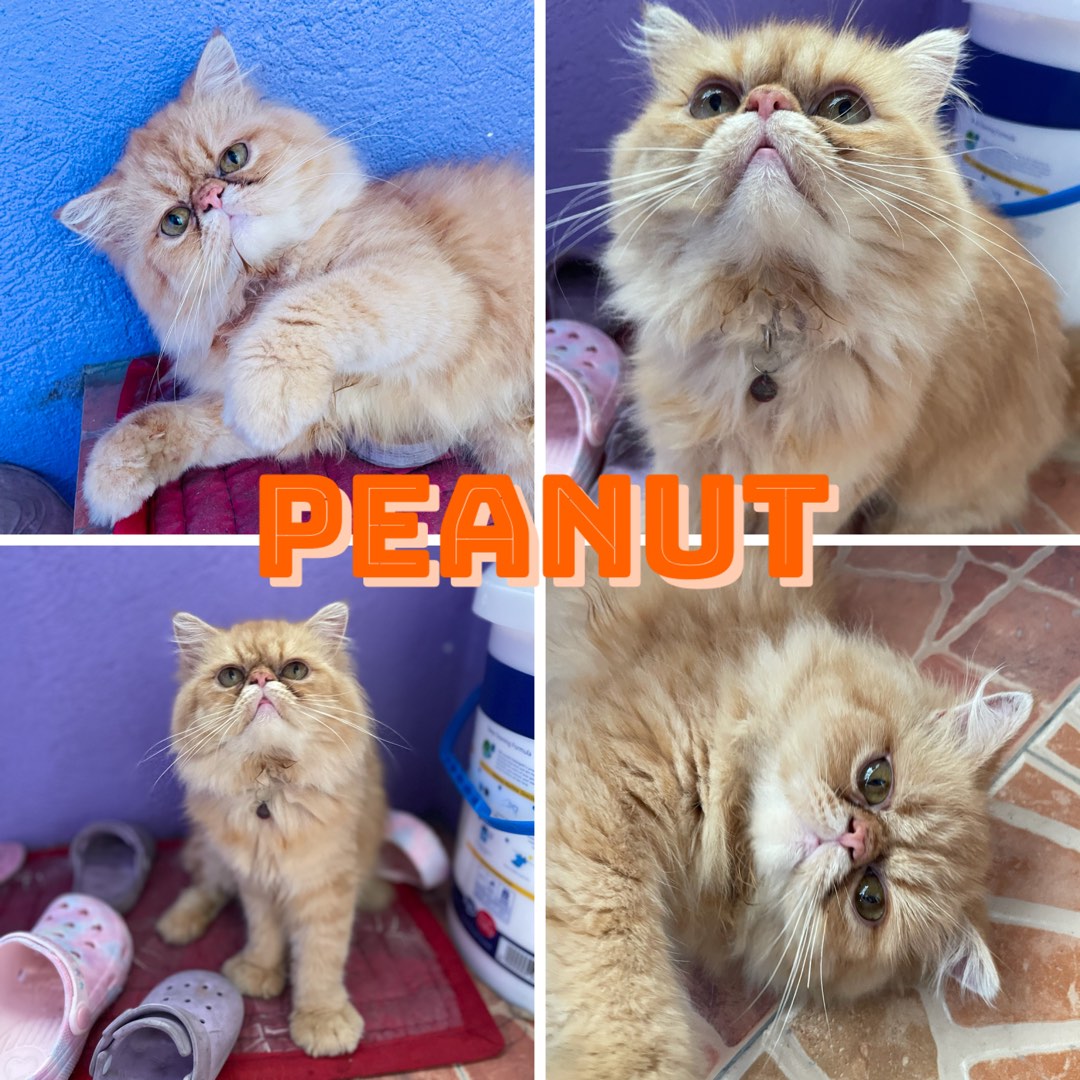 Pure persian exotic cat stud service, Pet Supplies, Health & Grooming ...