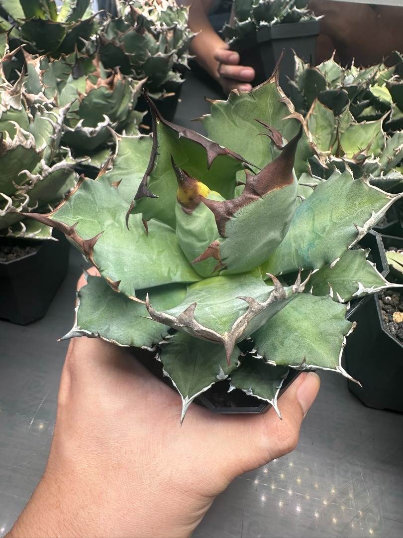 Agave Titanota Dwarf / Kyoto - 姬严龙, Furniture & Home Living, Gardening ...