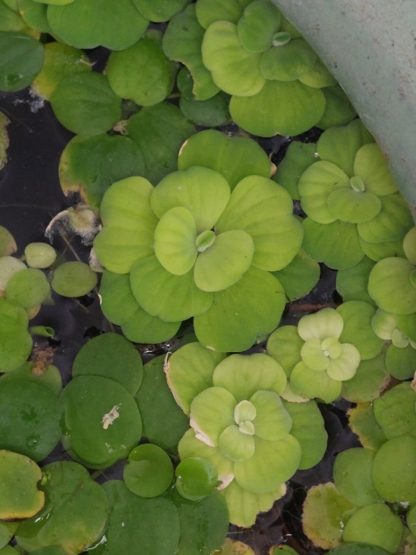 Buy 3 free 1/ Kiambang Rose Pistia/ Water Lettuce/ floating Aqua plant ...