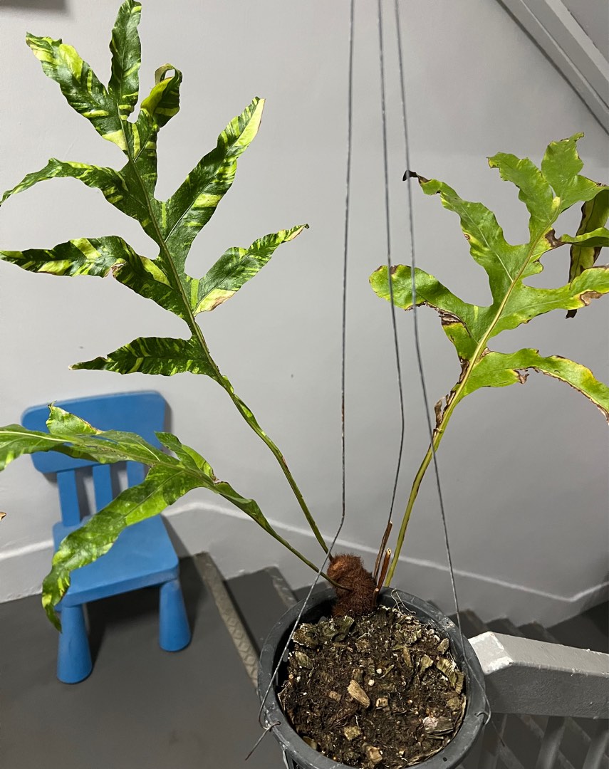 Drynaria Quercifolia aka Oak Leaf Fern - Variegated, Furniture & Home ...