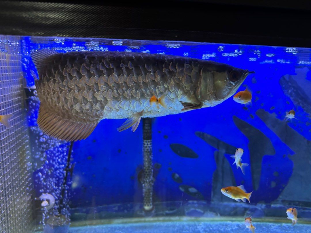 Arowana MGBB Cross Back, Sports Equipment, Fishing on Carousell