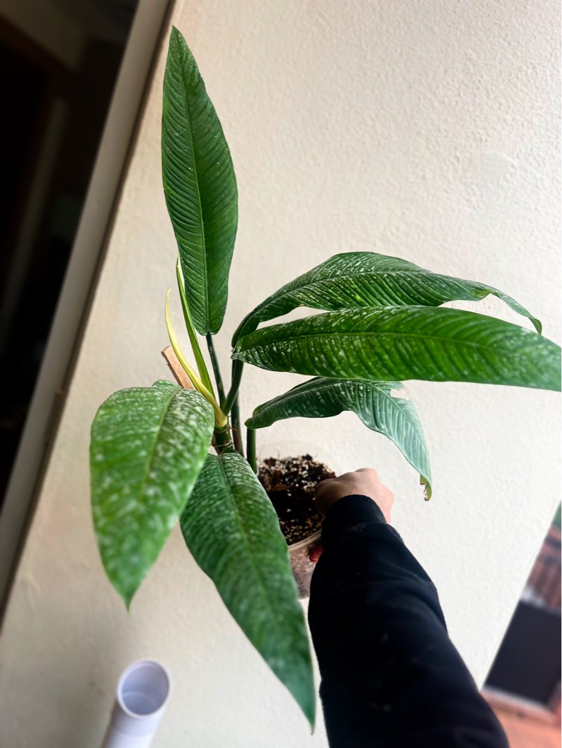 Philodendron Lynette Campii L, Furniture & Home Living, Gardening ...