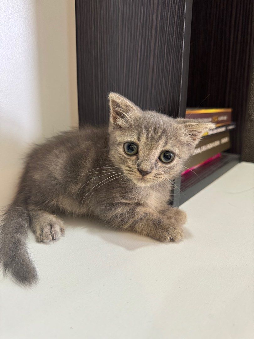 anak kucing grey, Pet Supplies, Health & Grooming on Carousell