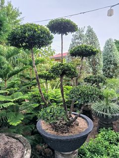 bonsai trees - View all bonsai trees ads in Carousell Philippines