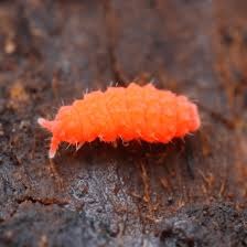 Orange Springtails from $0.40, Pet Supplies, Pet Food on Carousell