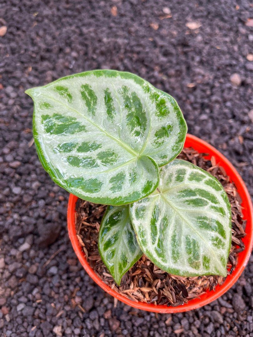 Anthurium Dorayaki Silver Chrome, Furniture & Home Living, Gardening ...