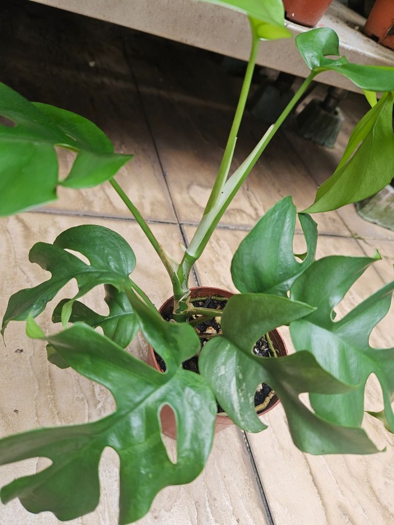 Rhaphidophora tetrasperma mini Monstera ginny Reverted plant on Carousell