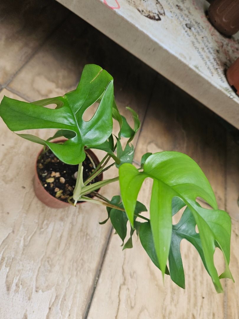 Rhaphidophora tetrasperma mini Monstera ginny Reverted plant on Carousell