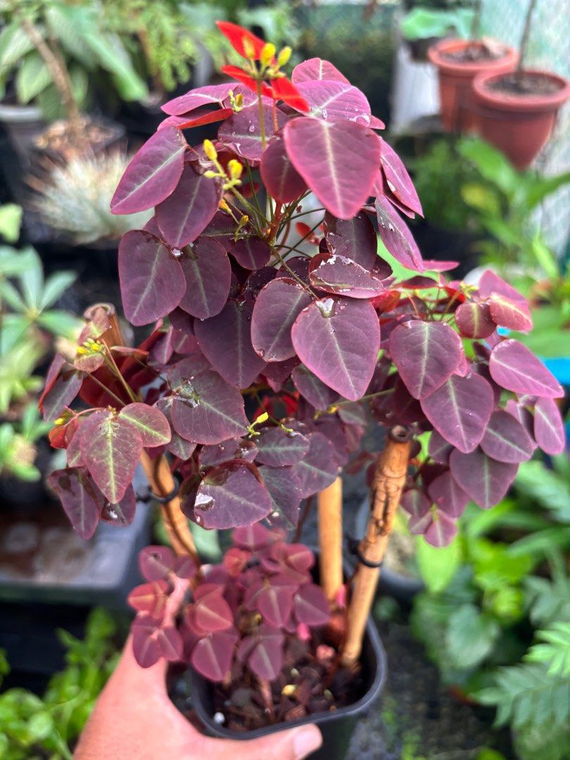 Fire fern rubra, Furniture & Home Living, Gardening, Plants & Seeds on ...