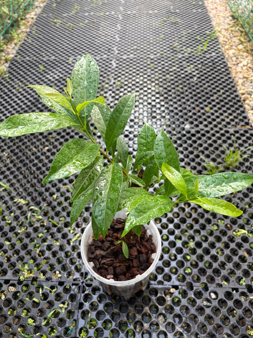 Indonesia Bay Leaf Daun Salam, Furniture & Home Living, Gardening ...
