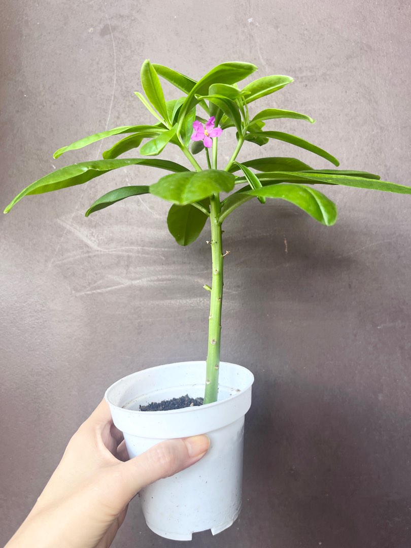 Edible Java Ginseng, Furniture & Home Living, Gardening, Plants & Seeds ...