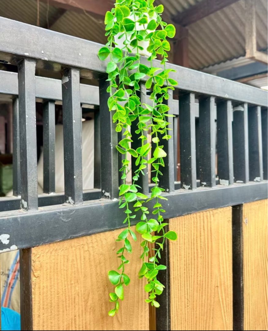 Daun Juntai Tanaman Artificial Daun Dollar Versi Original, Antik ...