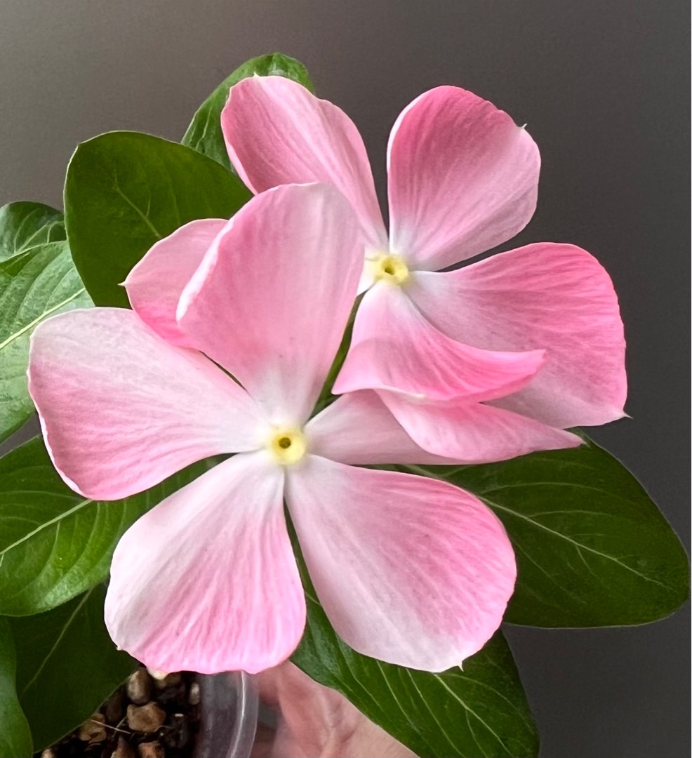 Japanese Periwinkle - special colour, Momo no Tokimeki, Furniture ...