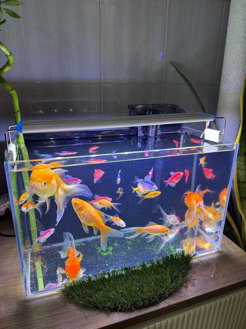20L fish tank ($30) w filter ($45), Pet Supplies, Homes & Other Pet ...