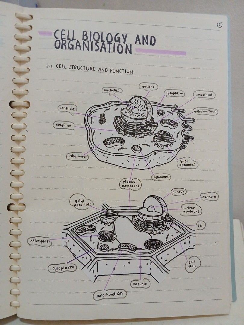 SPM BIOLOGY WRITTEN NOTES (FORM 4), Hobbies & Toys, Books & Magazines ...