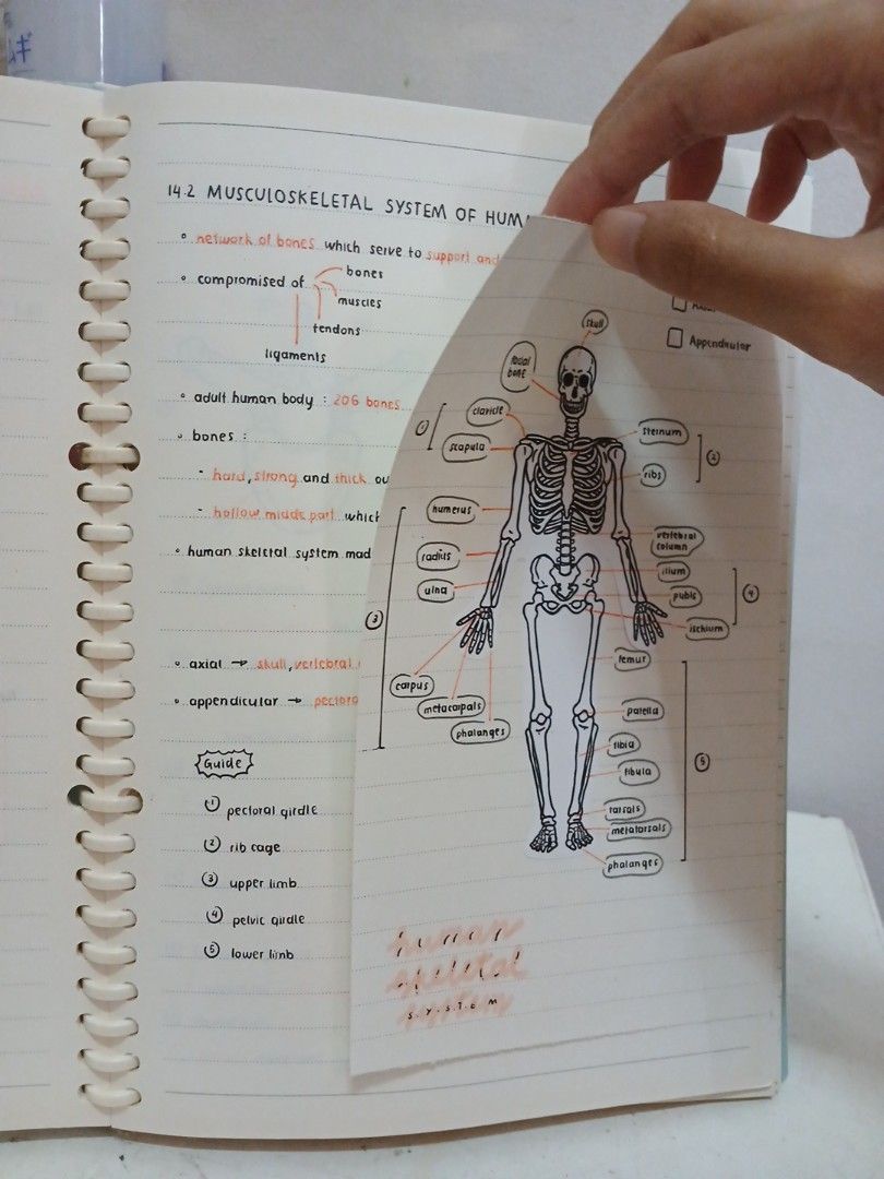 SPM BIOLOGY WRITTEN NOTES (FORM 4), Hobbies & Toys, Books & Magazines ...