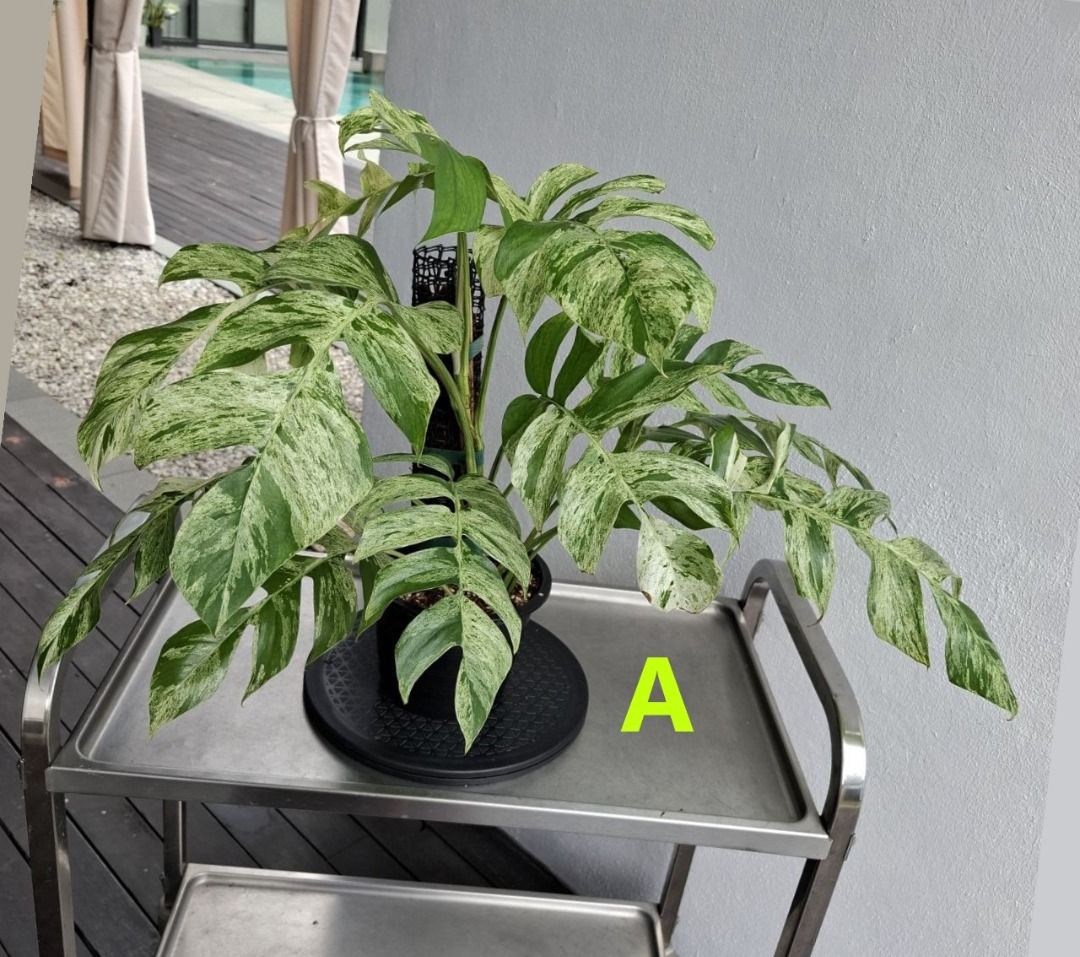 Epipremnum Cebu Blue Variegated Pot A, Furniture & Home Living ...