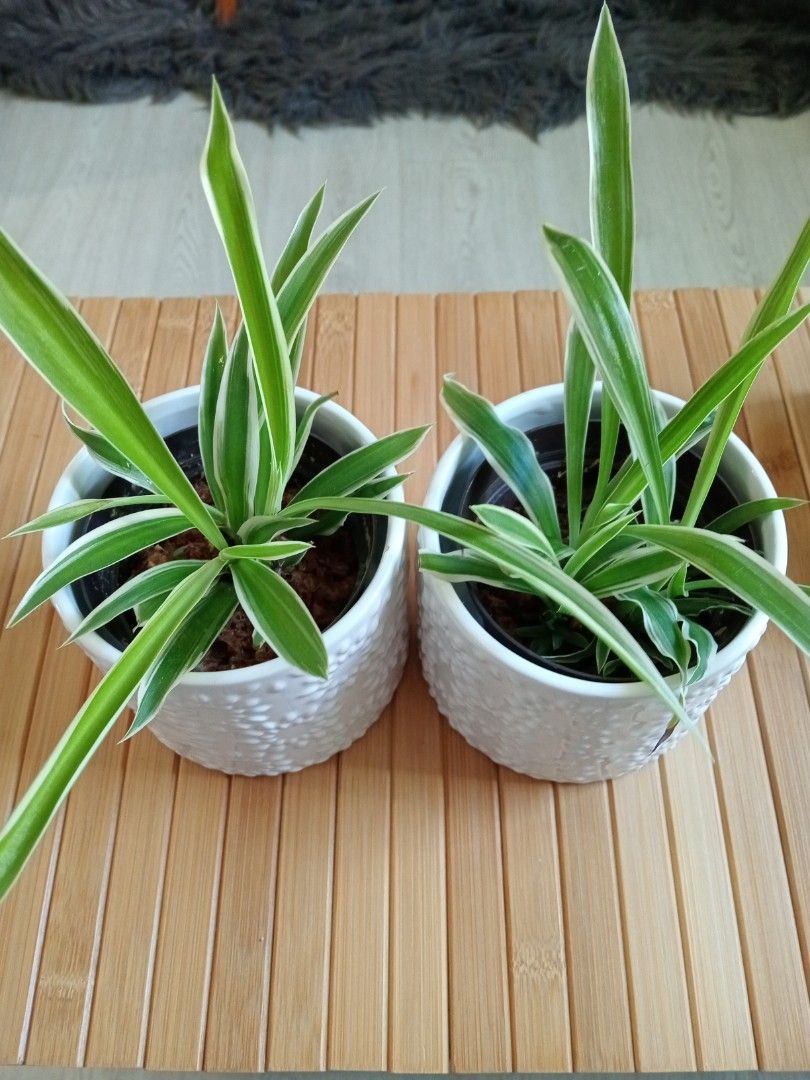 Spider Plant (Natural Air Purifier), Furniture & Home Living, Gardening ...