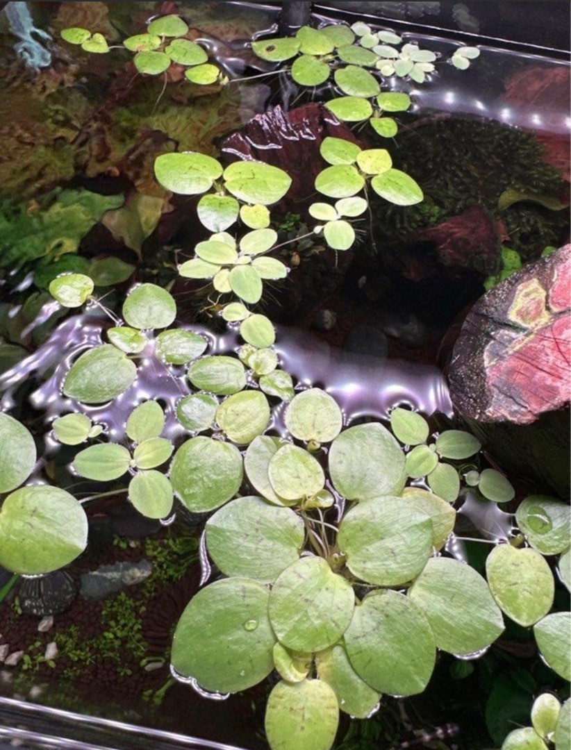 Aquatic floaters frogbits / red root floaters, Furniture & Home Living ...
