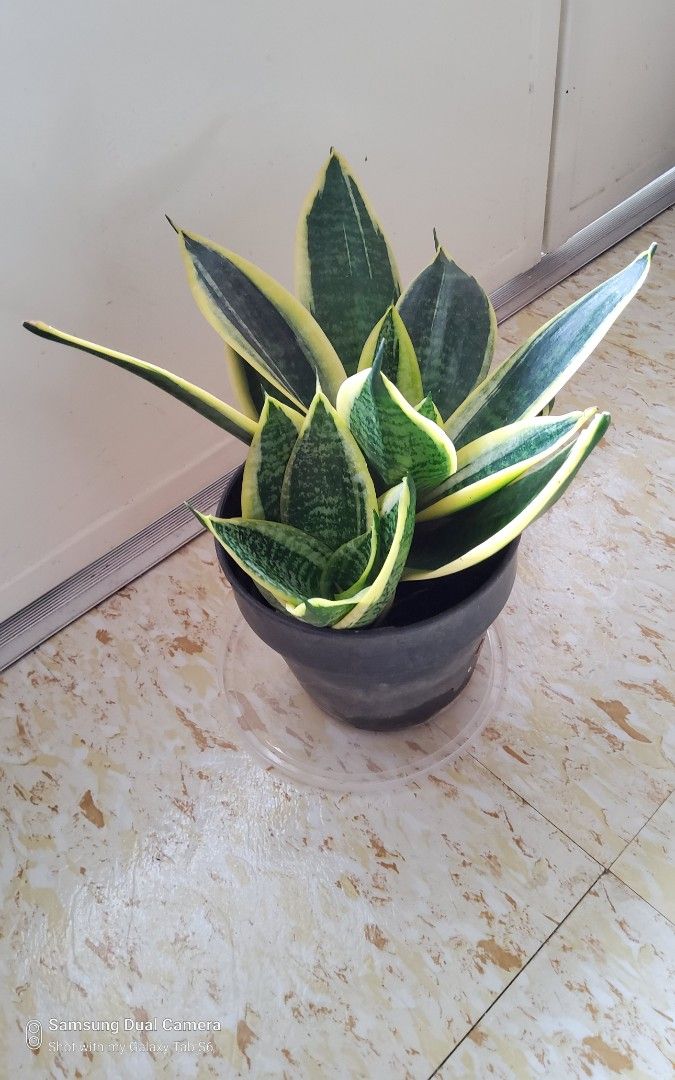Snake plants in a pot, Furniture & Home Living, Gardening, Plants ...