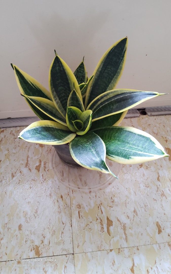 Snake plants in a pot, Furniture & Home Living, Gardening, Plants ...