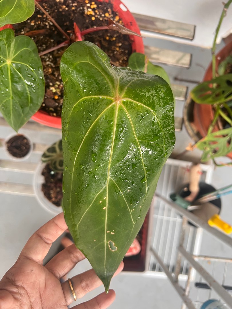 SALE/Anthurium Red Spider, Furniture & Home Living, Gardening, Plants ...